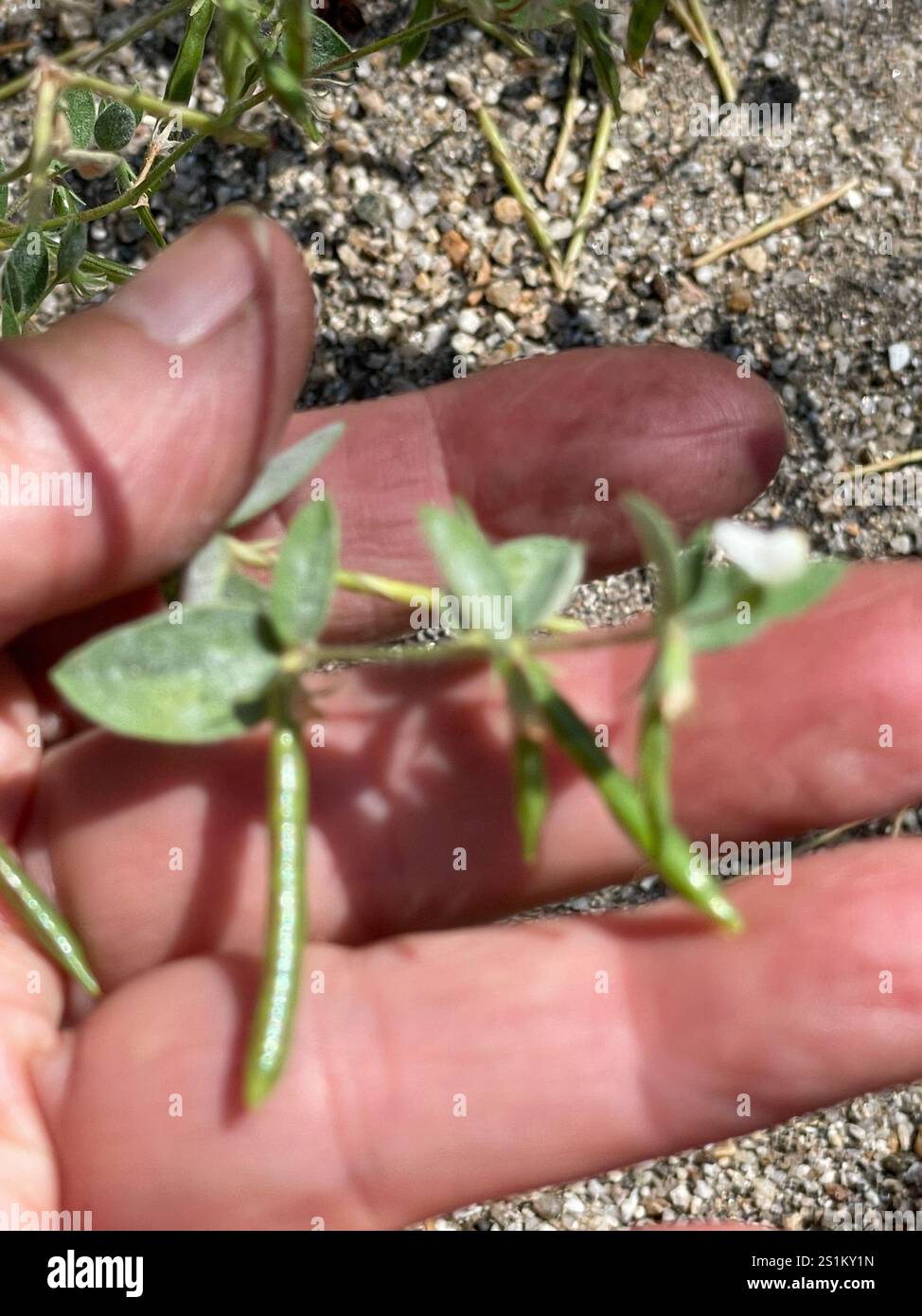 Spanish clover (Acmispon americanus Stock Photo - Alamy