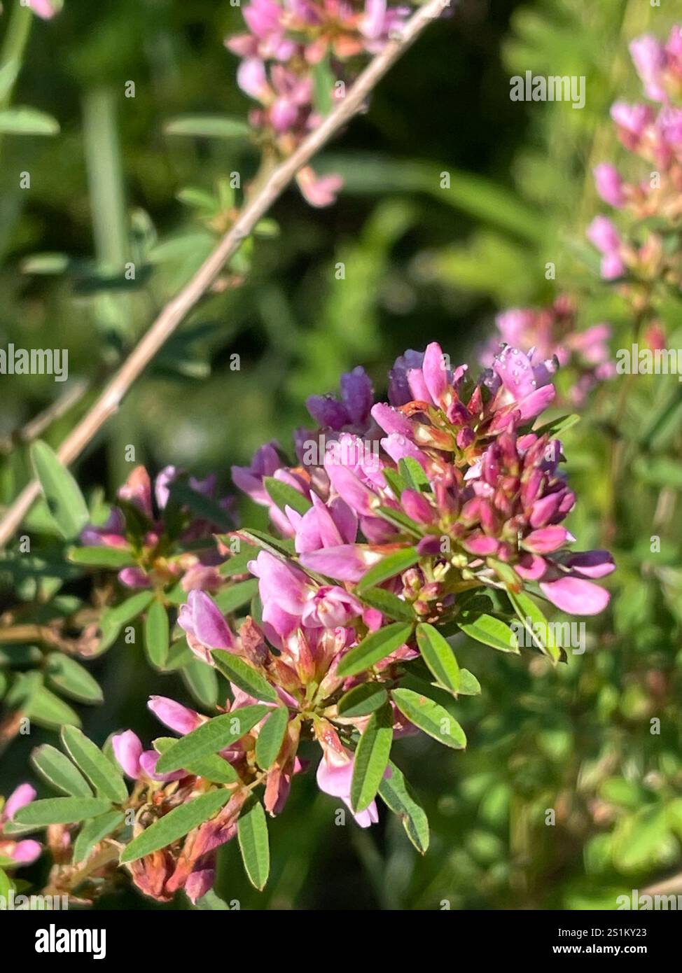 slender bush clover (Lespedeza virginica Stock Photo - Alamy