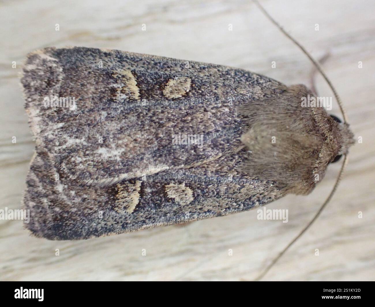 Square-spot Rustic (Xestia xanthographa Stock Photo - Alamy