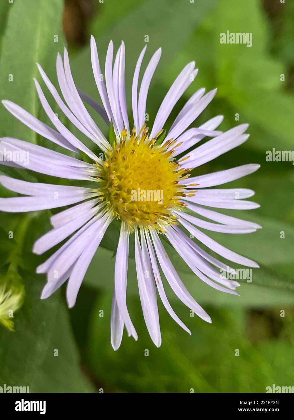 swamp aster (Symphyotrichum puniceum Stock Photo - Alamy