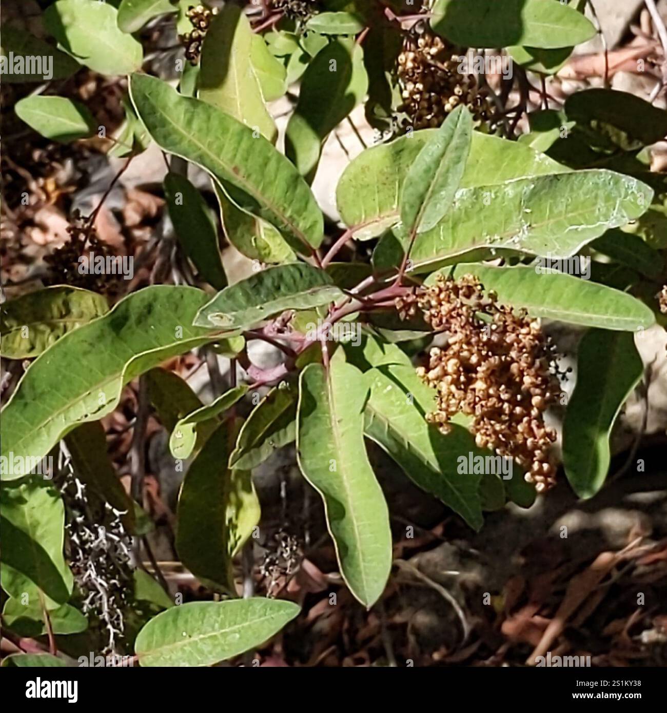 laurel sumac (Malosma laurina Stock Photo - Alamy