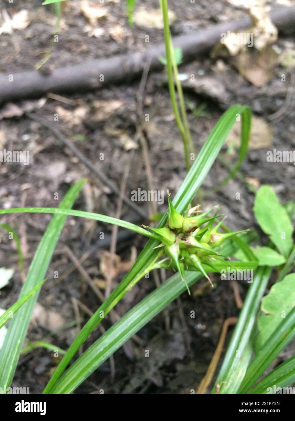 hop sedge (Carex lupulina Stock Photo - Alamy