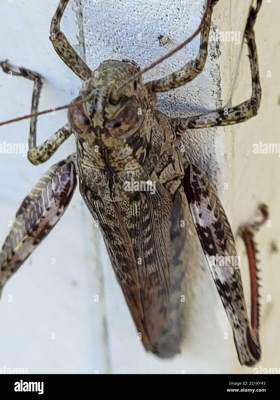Pine tree Spur-throat Grasshopper (Melanoplus punctulatus Stock Photo ...