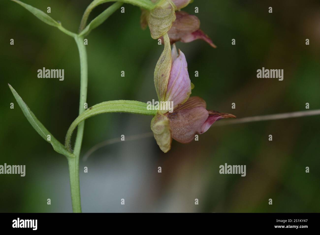 Stream Orchid (Epipactis gigantea Stock Photo - Alamy