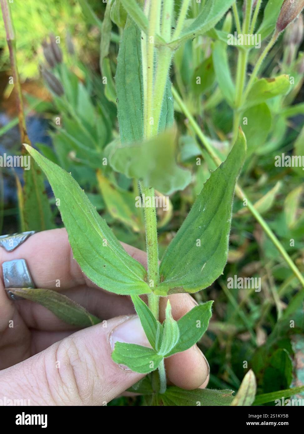 Lewis' monkeyflower (Erythranthe lewisii Stock Photo - Alamy