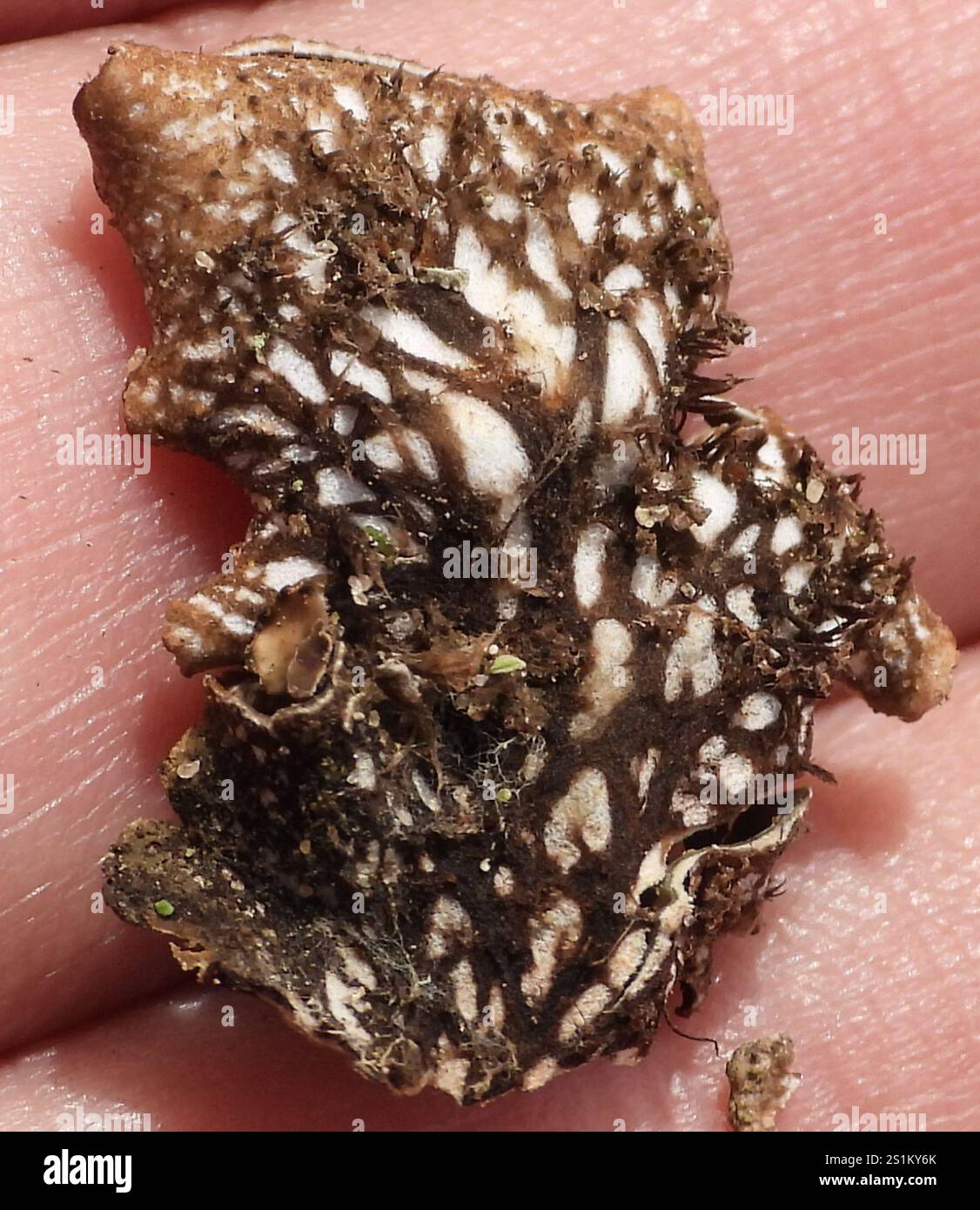many-fruited pelt lichen (Peltigera polydactylon Stock Photo - Alamy