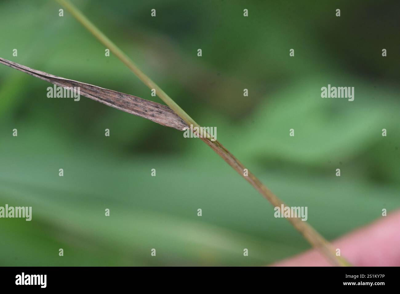 Timothy grass (Phleum pratense Stock Photo - Alamy