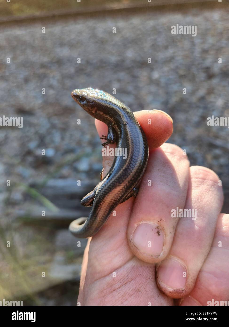 Common Five-lined Skink (Plestiodon fasciatus Stock Photo - Alamy