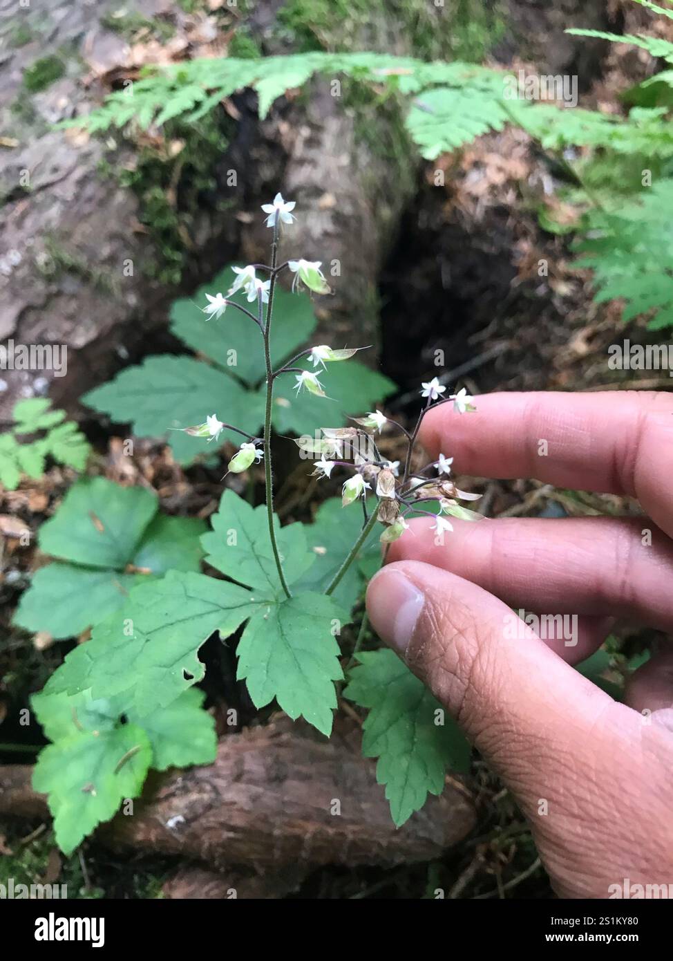 Threeleaf Foamflower (Tiarella trifoliata trifoliata Stock Photo - Alamy