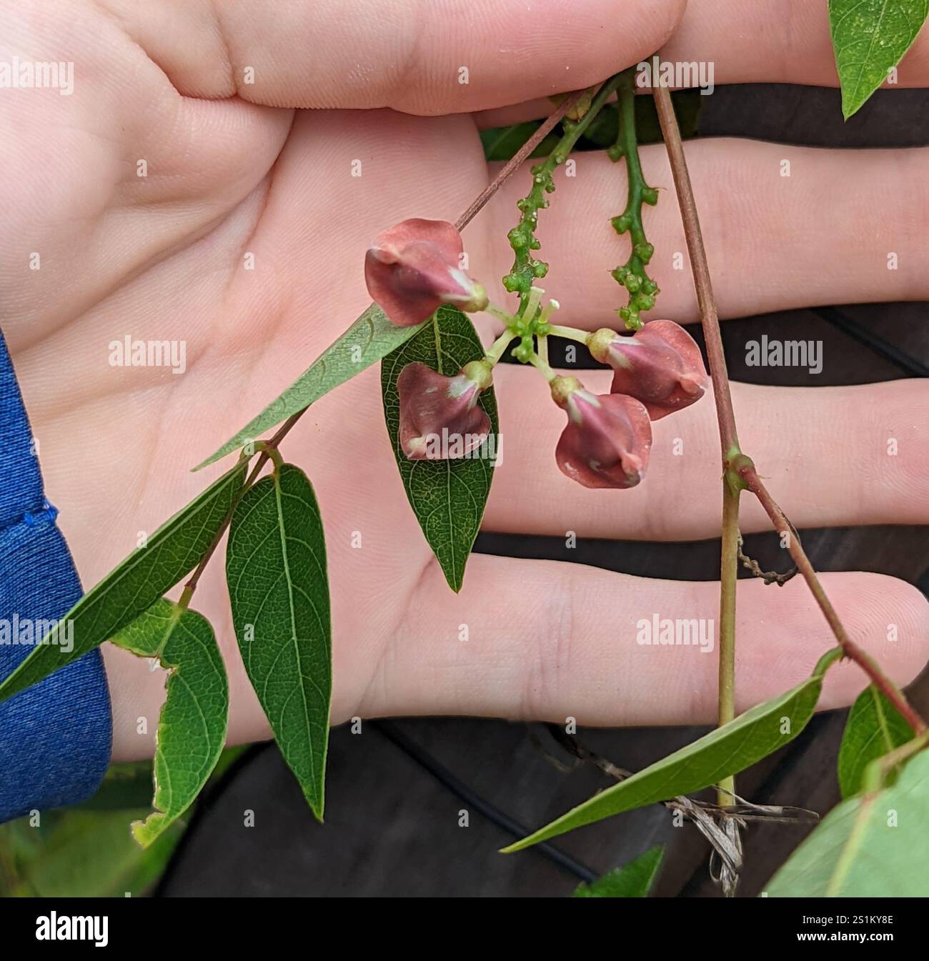 American groundnut (Apios americana Stock Photo - Alamy
