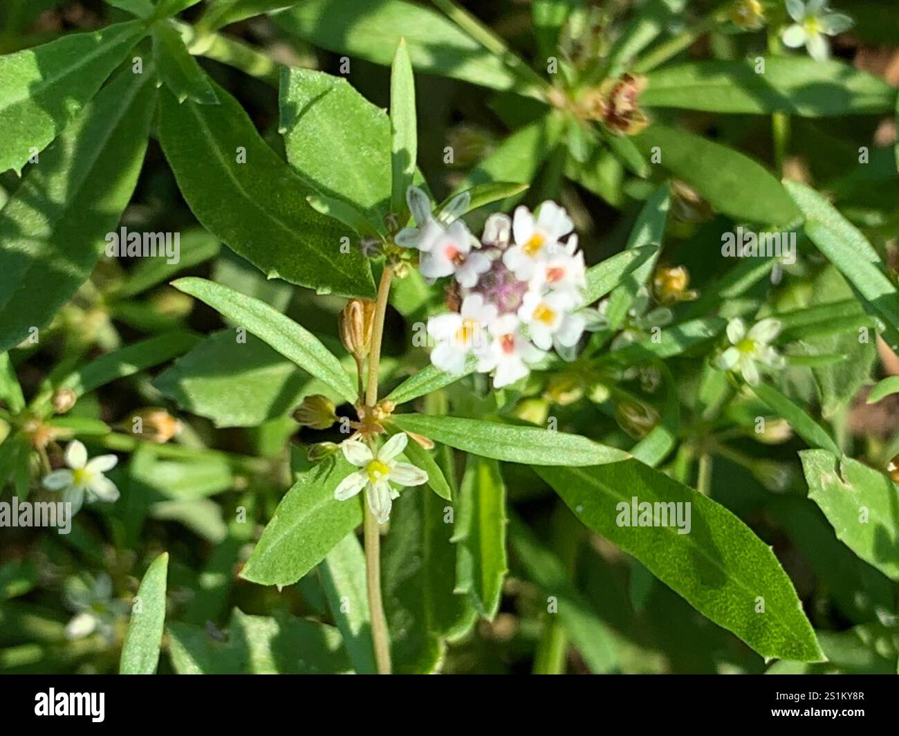 turkey tangle frogfruit (Phyla nodiflora Stock Photo - Alamy