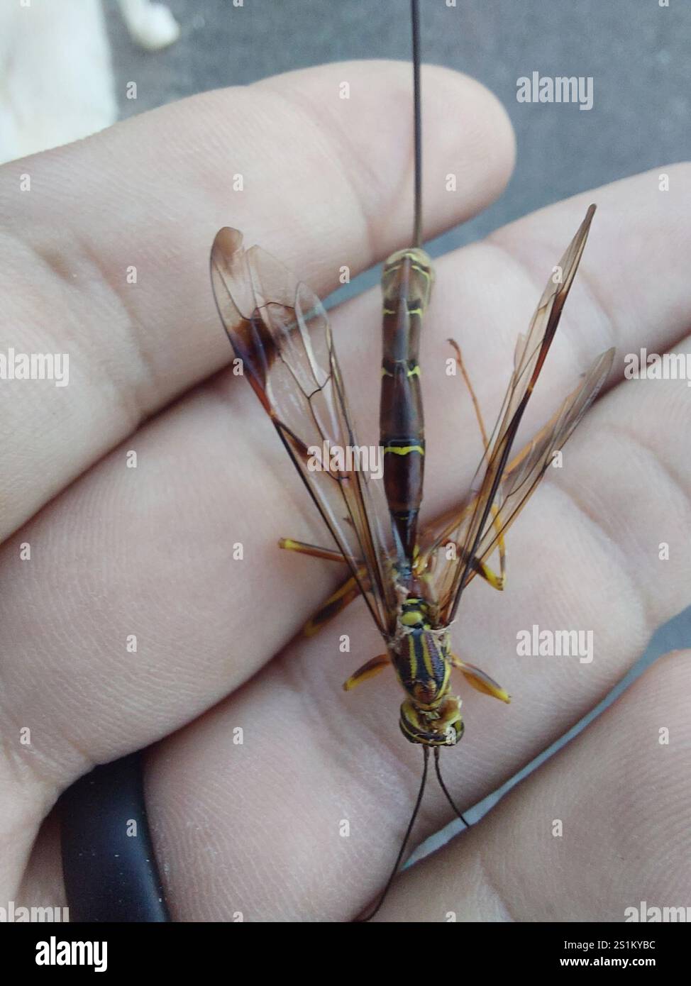 Long-tailed Giant Ichneumonid Wasp (Megarhyssa macrurus Stock Photo - Alamy