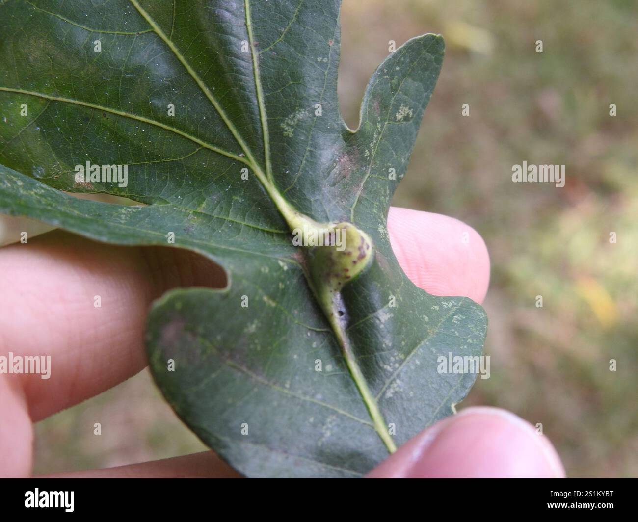 Oak Petiole Gall Wasp (Andricus quercuspetiolicola Stock Photo - Alamy