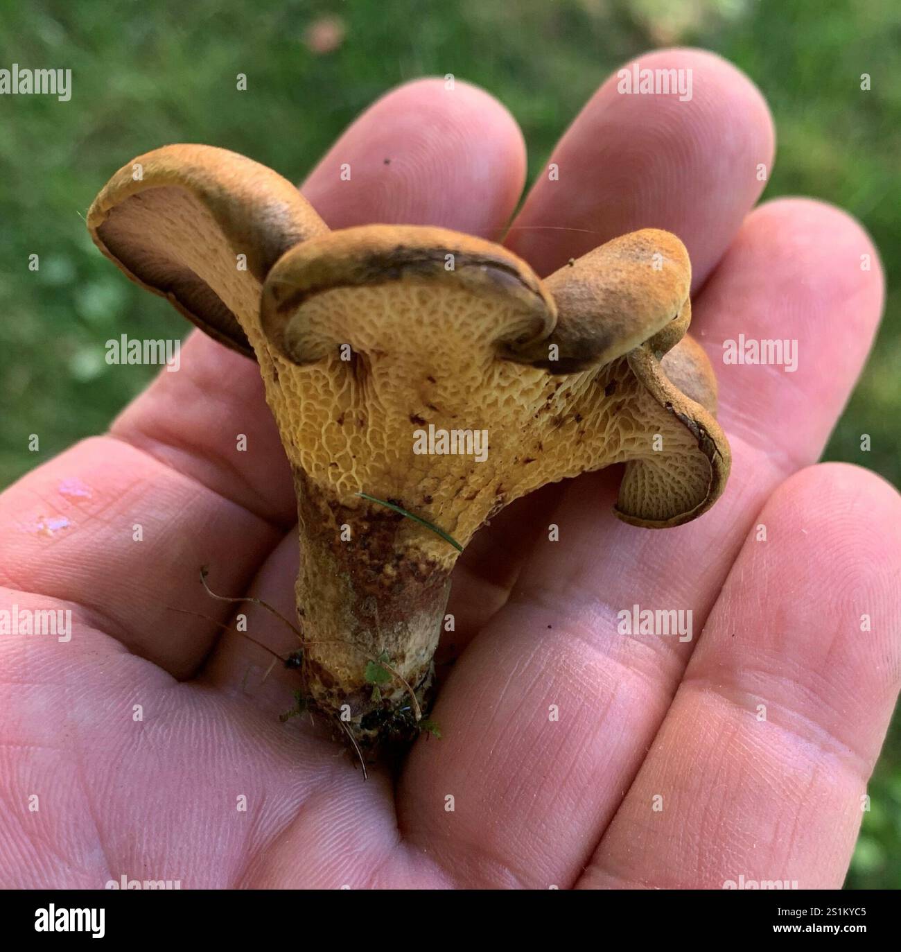 ash-tree bolete (Boletinellus merulioides Stock Photo - Alamy