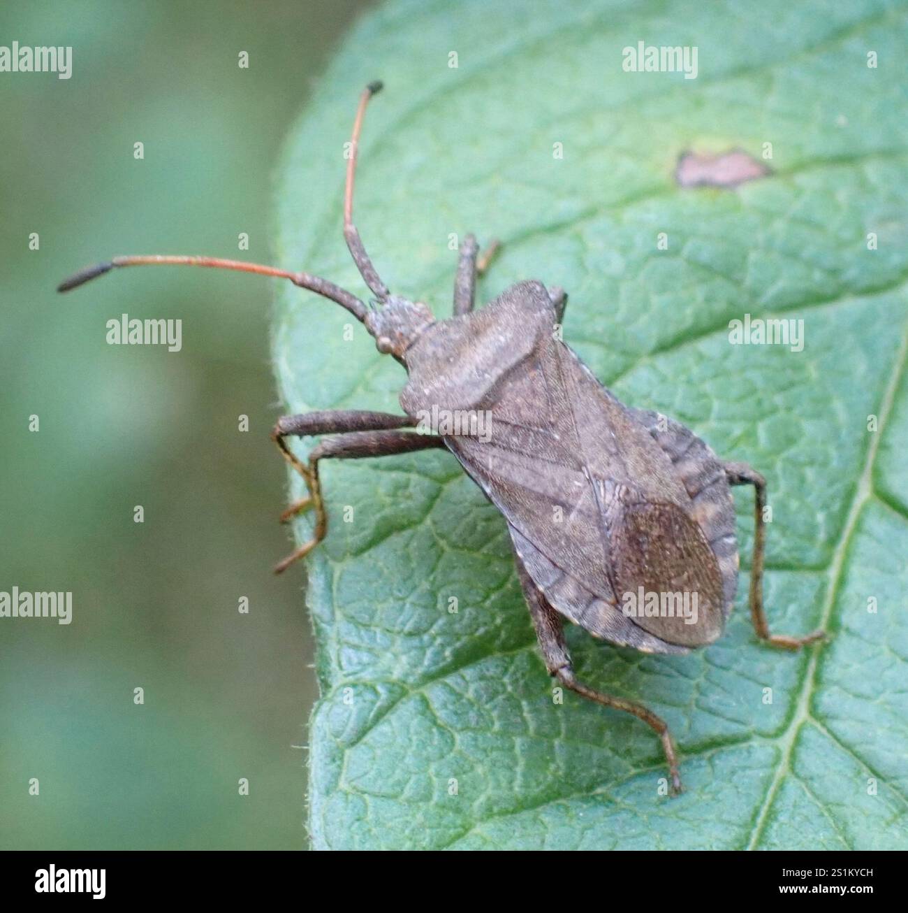 Dock Bug (Coreus marginatus Stock Photo - Alamy