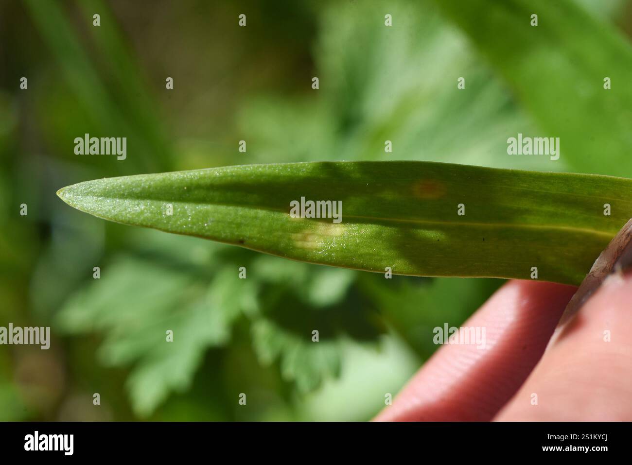 rust fungi (Pucciniales Stock Photo - Alamy
