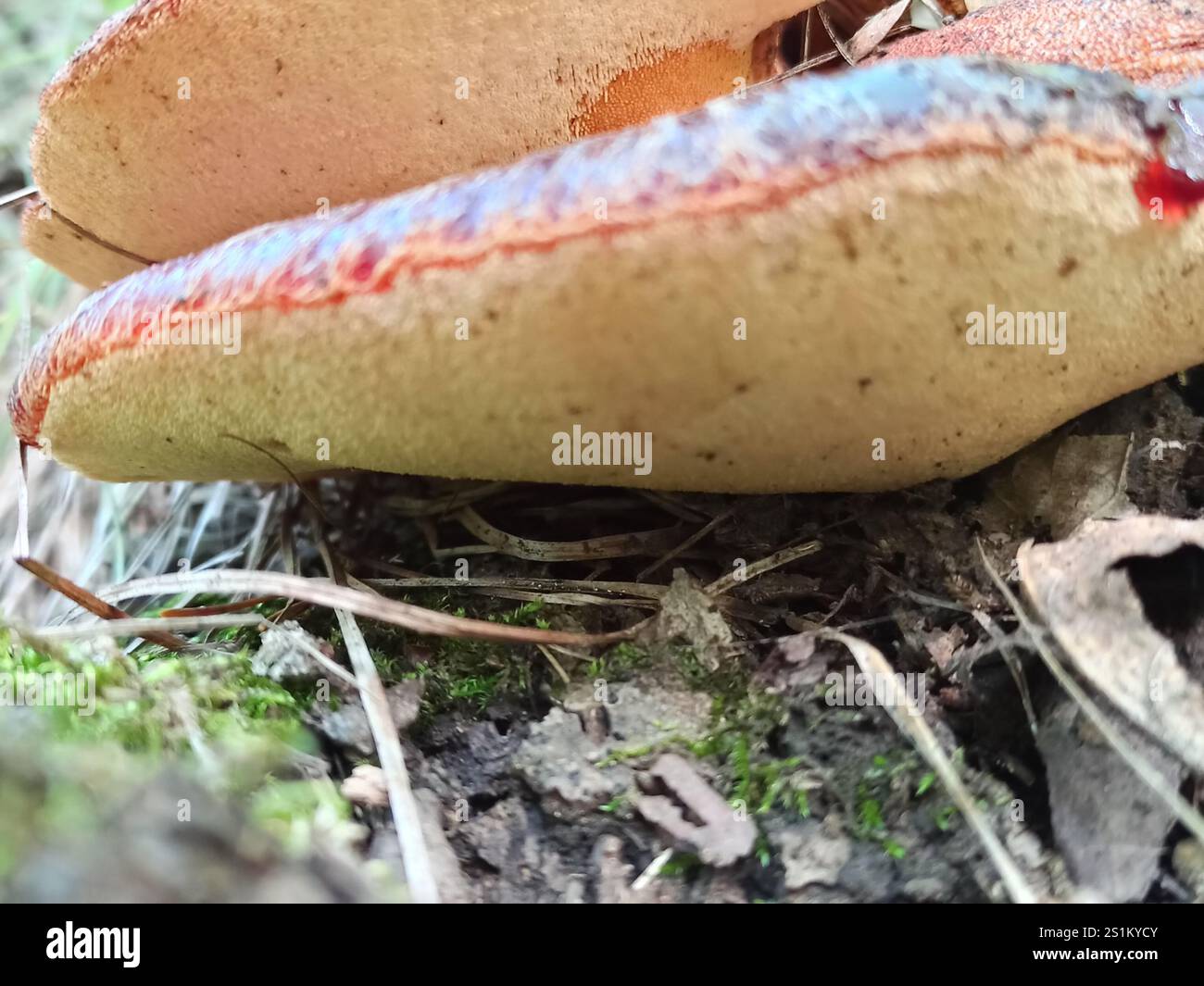 Beefsteak Polypore (Fistulina hepatica Stock Photo - Alamy
