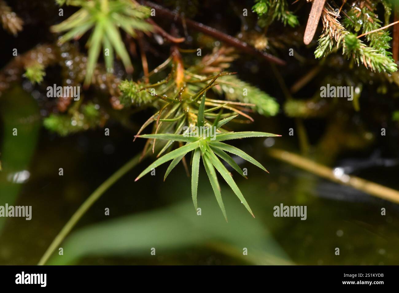 Common Haircap Moss (Polytrichum commune Stock Photo - Alamy