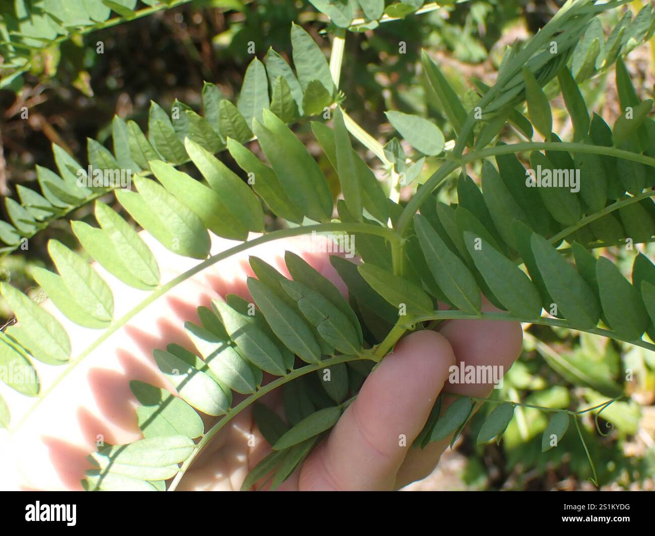 giant vetch (Vicia gigantea Stock Photo - Alamy