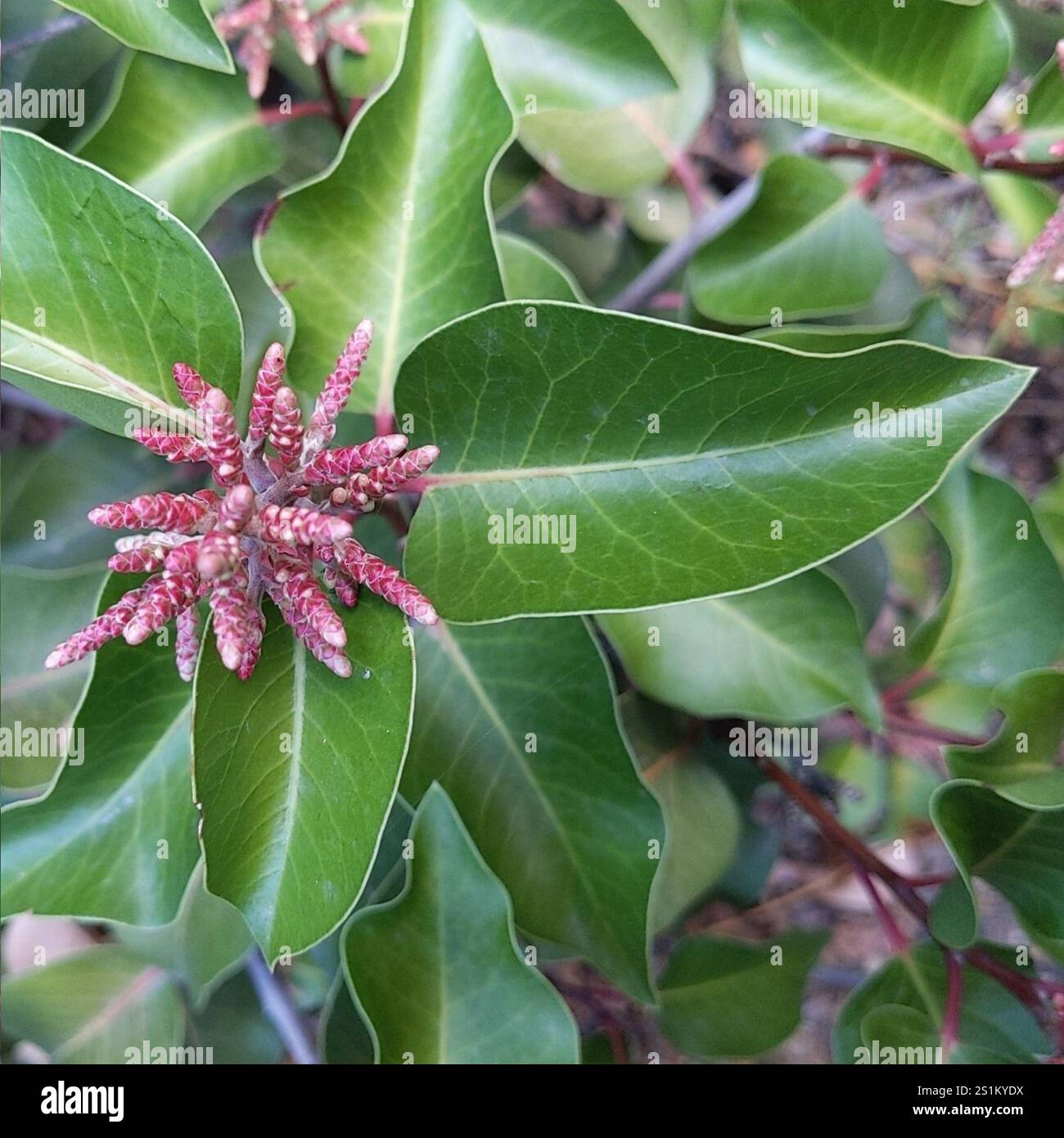 sugar bush (Rhus ovata Stock Photo - Alamy