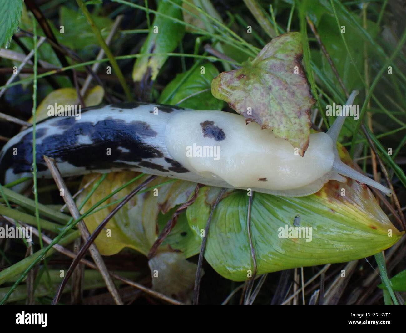 Pacific Banana Slug (Ariolimax columbianus Stock Photo - Alamy