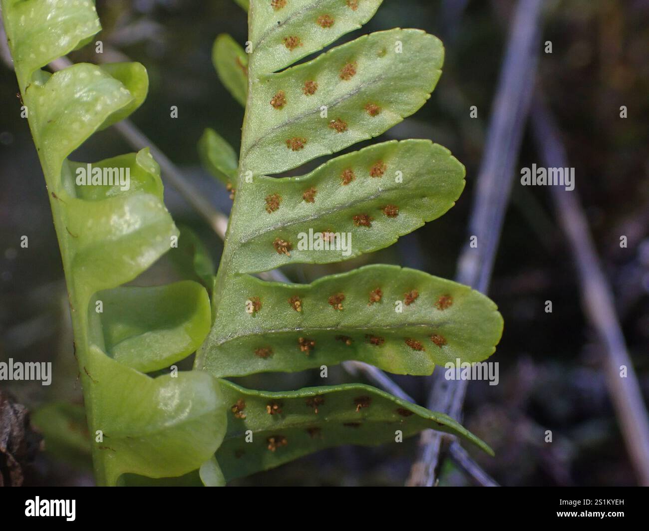 western polypody (Polypodium hesperium Stock Photo - Alamy