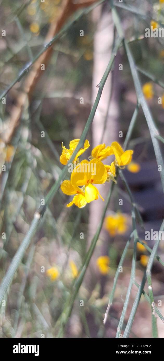 winged broom-pea (Jacksonia scoparia Stock Photo - Alamy