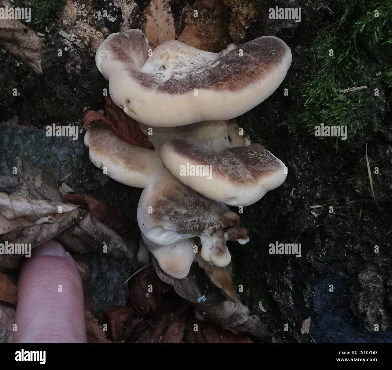 Giant Polypore (Meripilus giganteus Stock Photo - Alamy