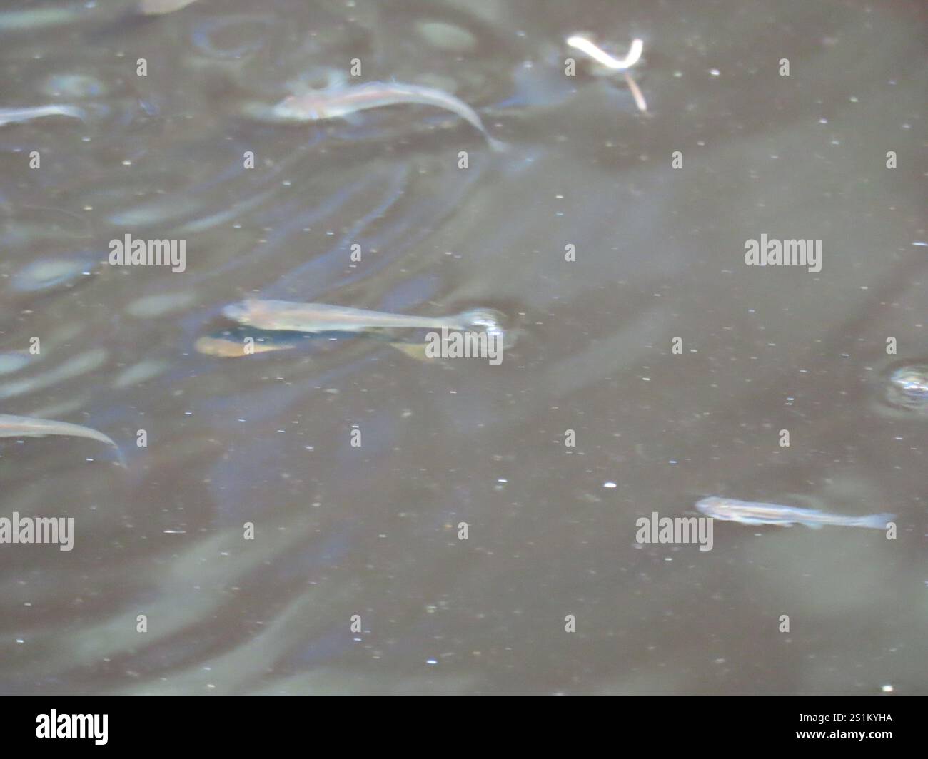 Ray-finned Fishes (Actinopterygii Stock Photo - Alamy