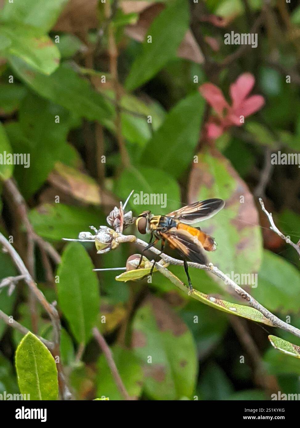 Swift Feather-legged Fly (Trichopoda pennipes Stock Photo - Alamy