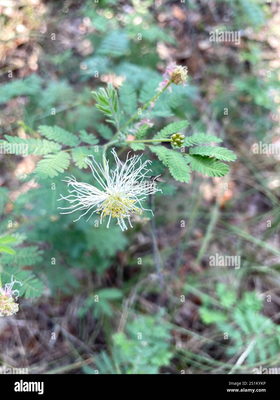 Velvet Bundleflower (Desmanthus velutinus Stock Photo - Alamy