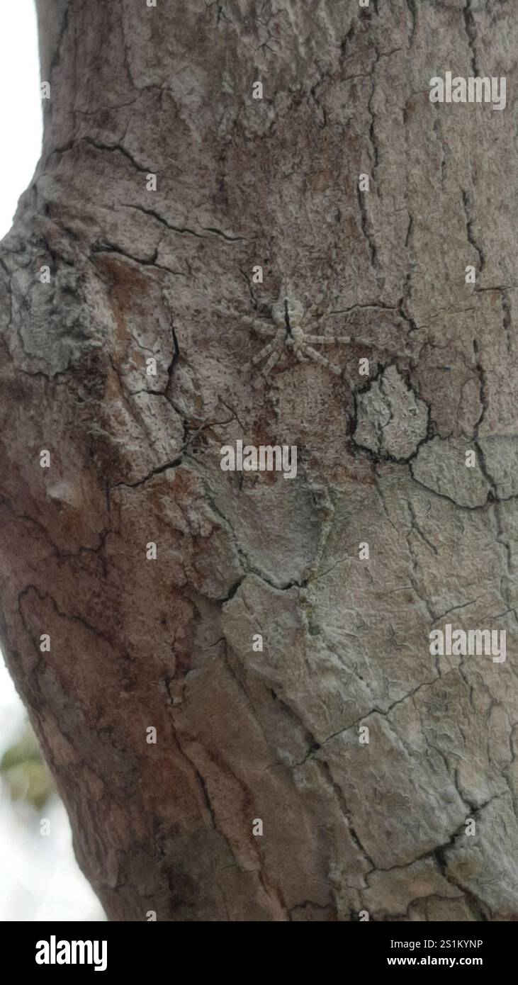 Two-tailed Spiders (Hersiliidae Stock Photo - Alamy