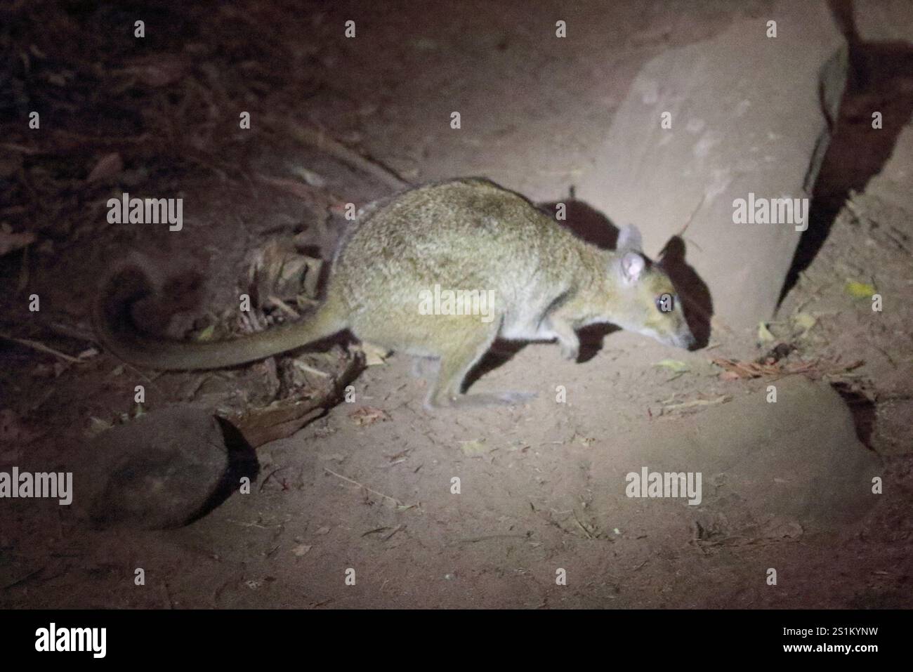 Burbidgei hi-res stock photography and images - Alamy