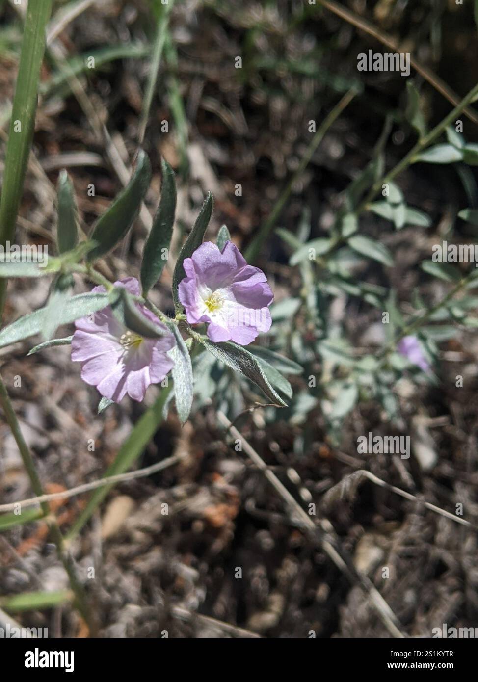 Shaggy dwarf morning-glory (Evolvulus nuttallianus Stock Photo - Alamy