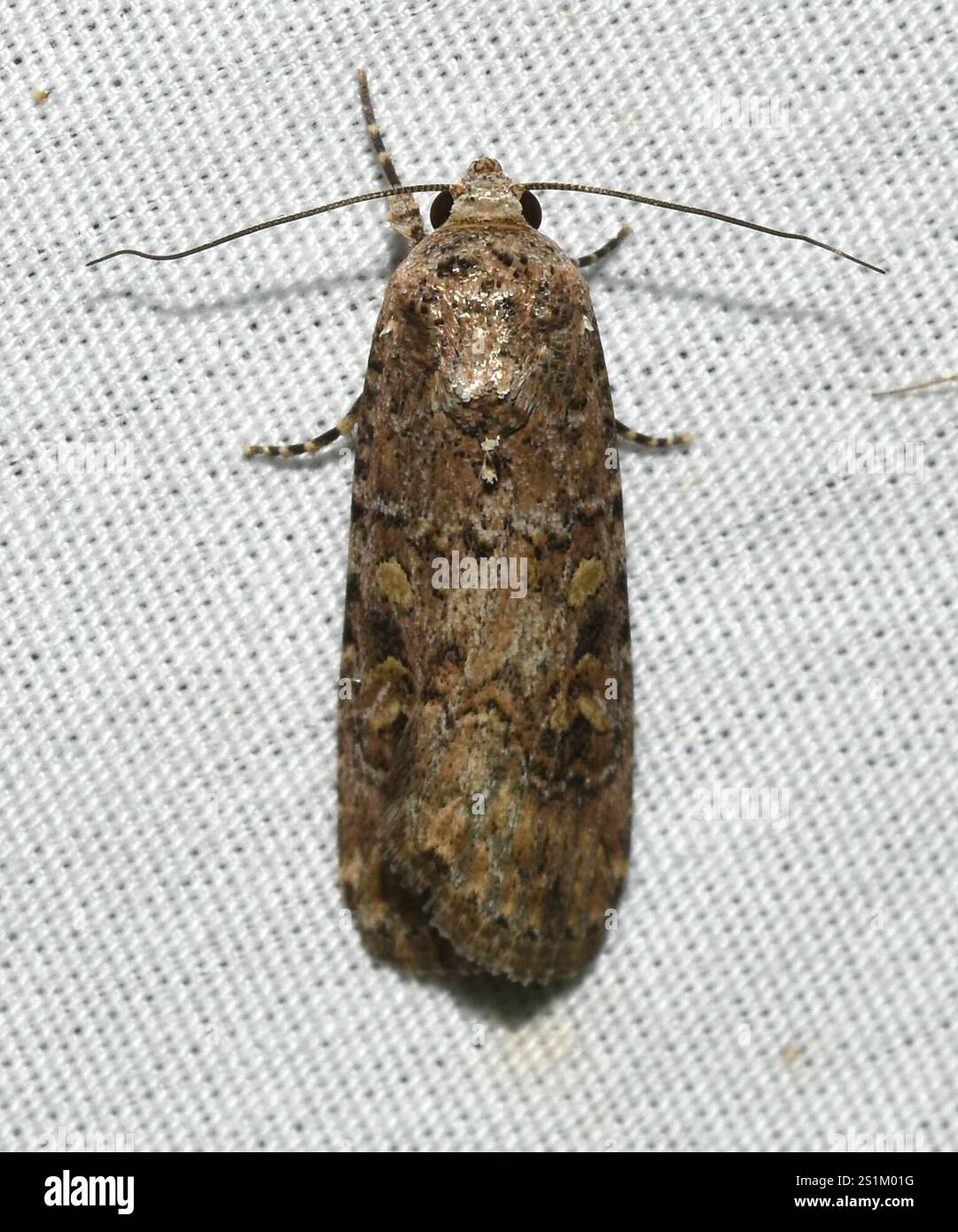 Beet Armyworm Moth (Spodoptera exigua Stock Photo - Alamy