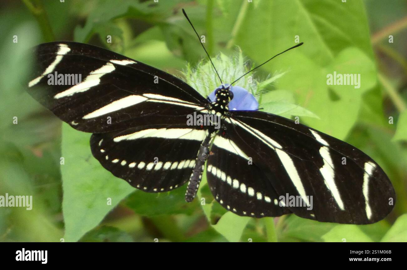 Zebra Longwing (Heliconius charithonia Stock Photo - Alamy