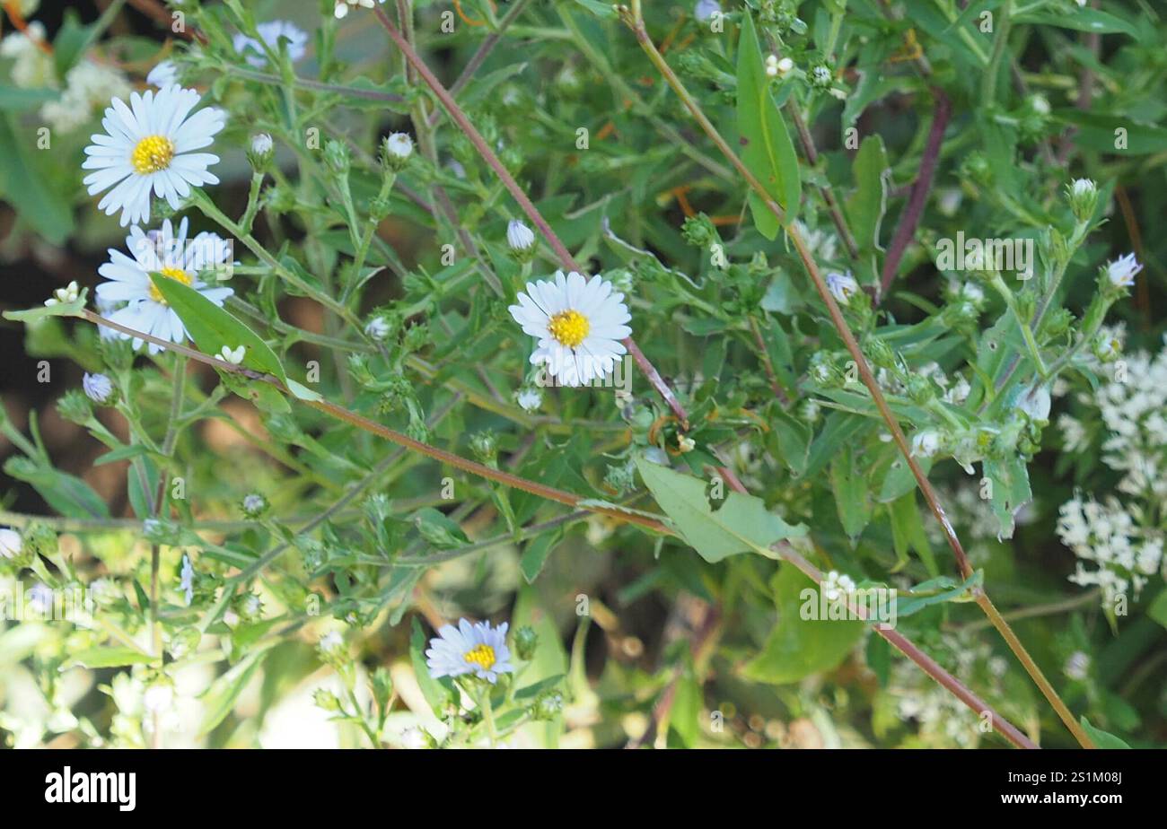 swamp aster (Symphyotrichum puniceum Stock Photo - Alamy