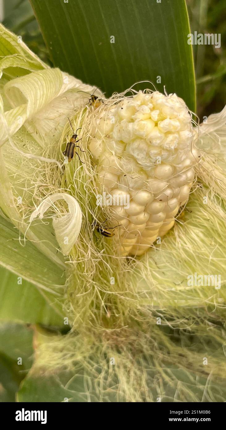 Western Corn Rootworm (Diabrotica virgifera Stock Photo - Alamy