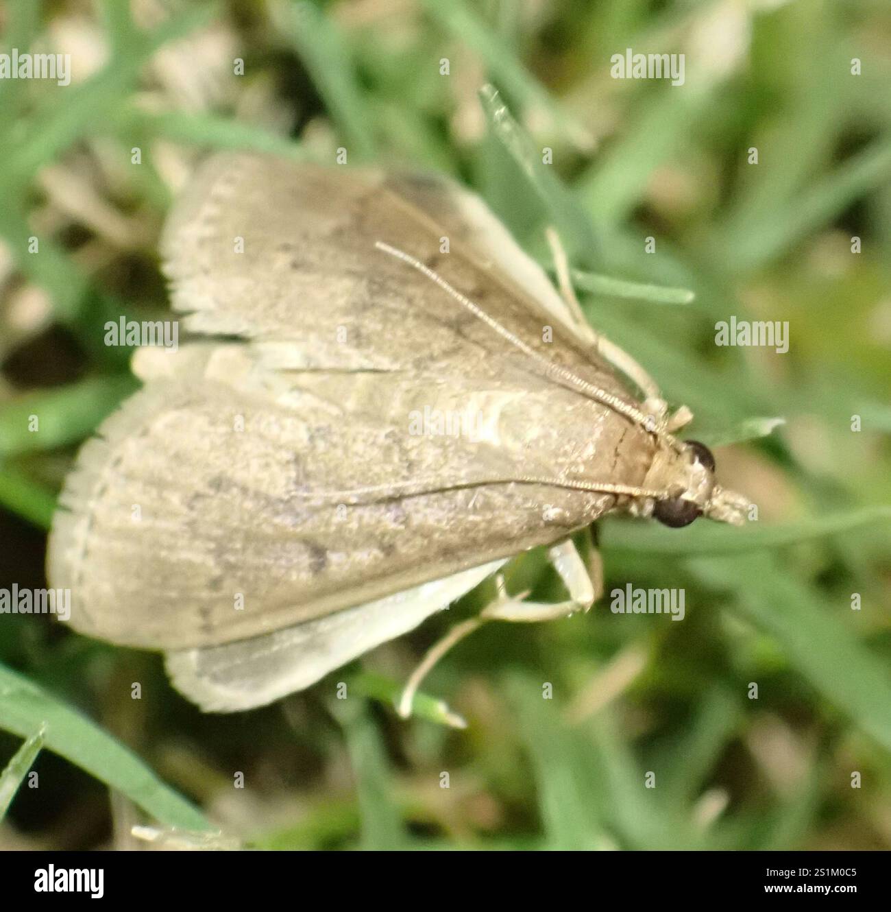 Grass Webworm Moth (Herpetogramma licarsisalis Stock Photo - Alamy