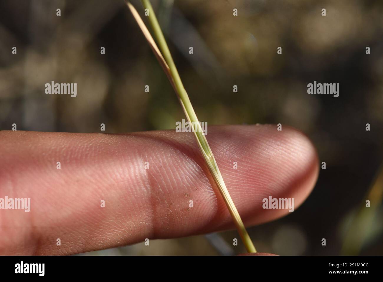 Salt Grass (Puccinellia Stock Photo - Alamy