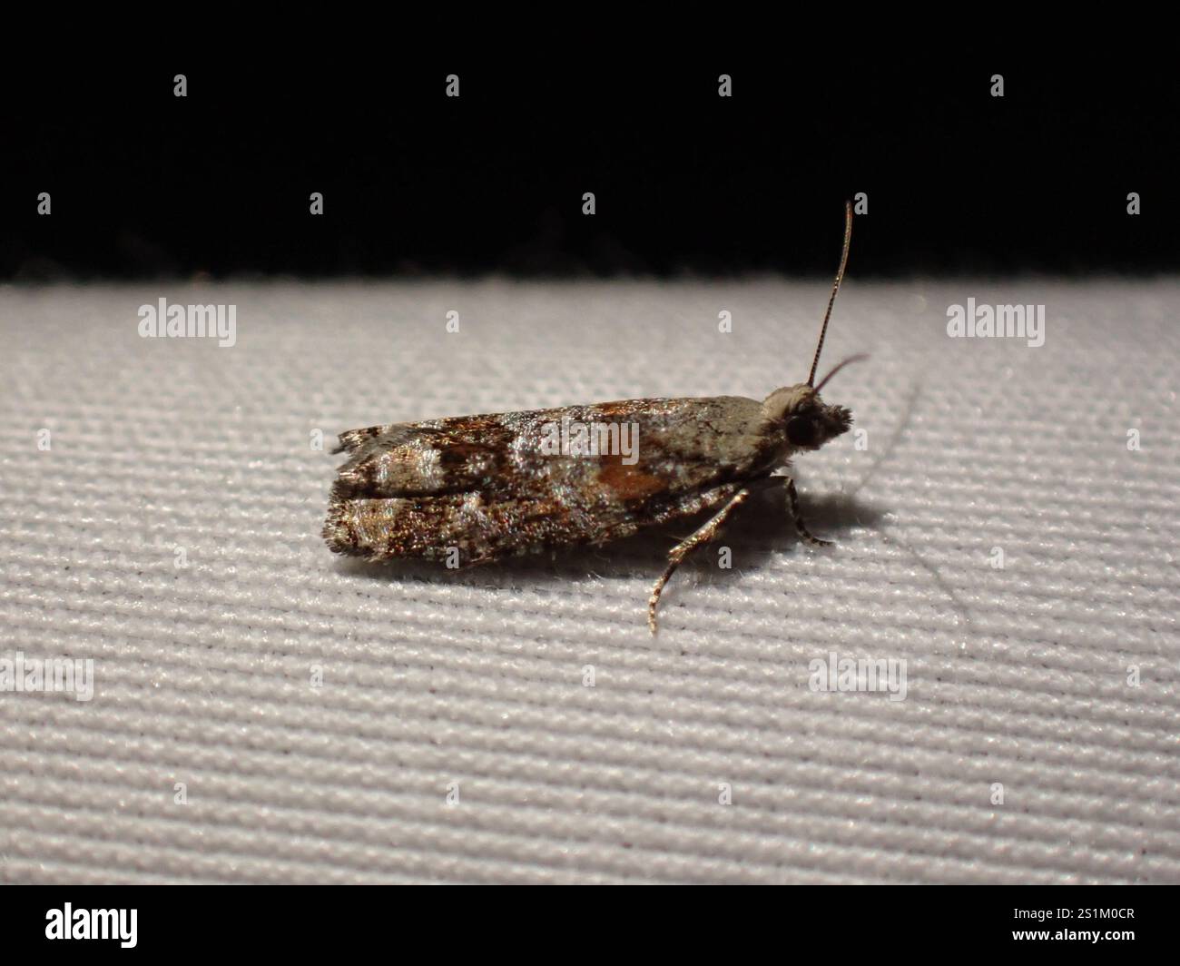 Red-striped Needleworm Moth (Epinotia radicana Stock Photo - Alamy