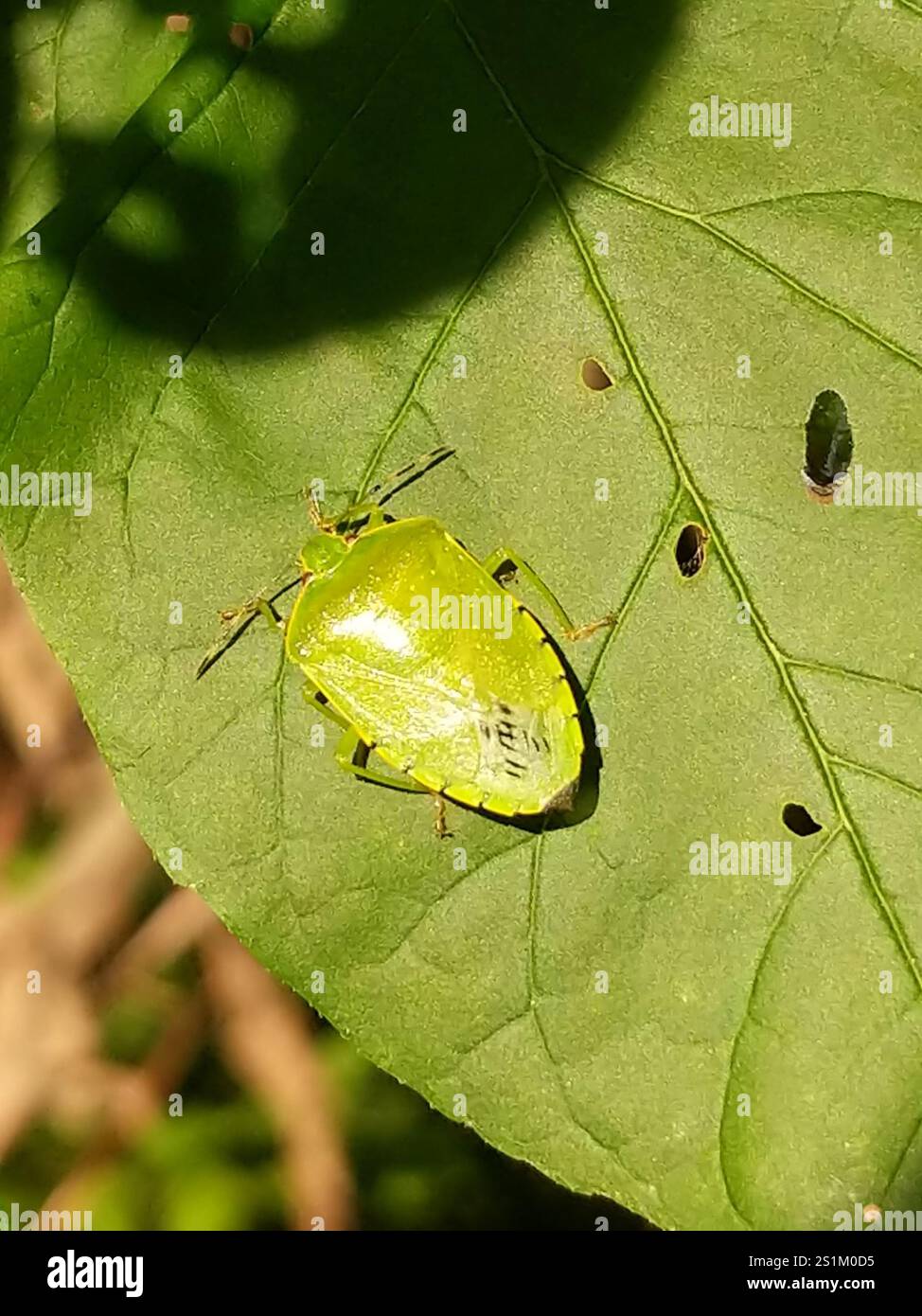 Green Stink Bug (Chinavia hilaris Stock Photo - Alamy