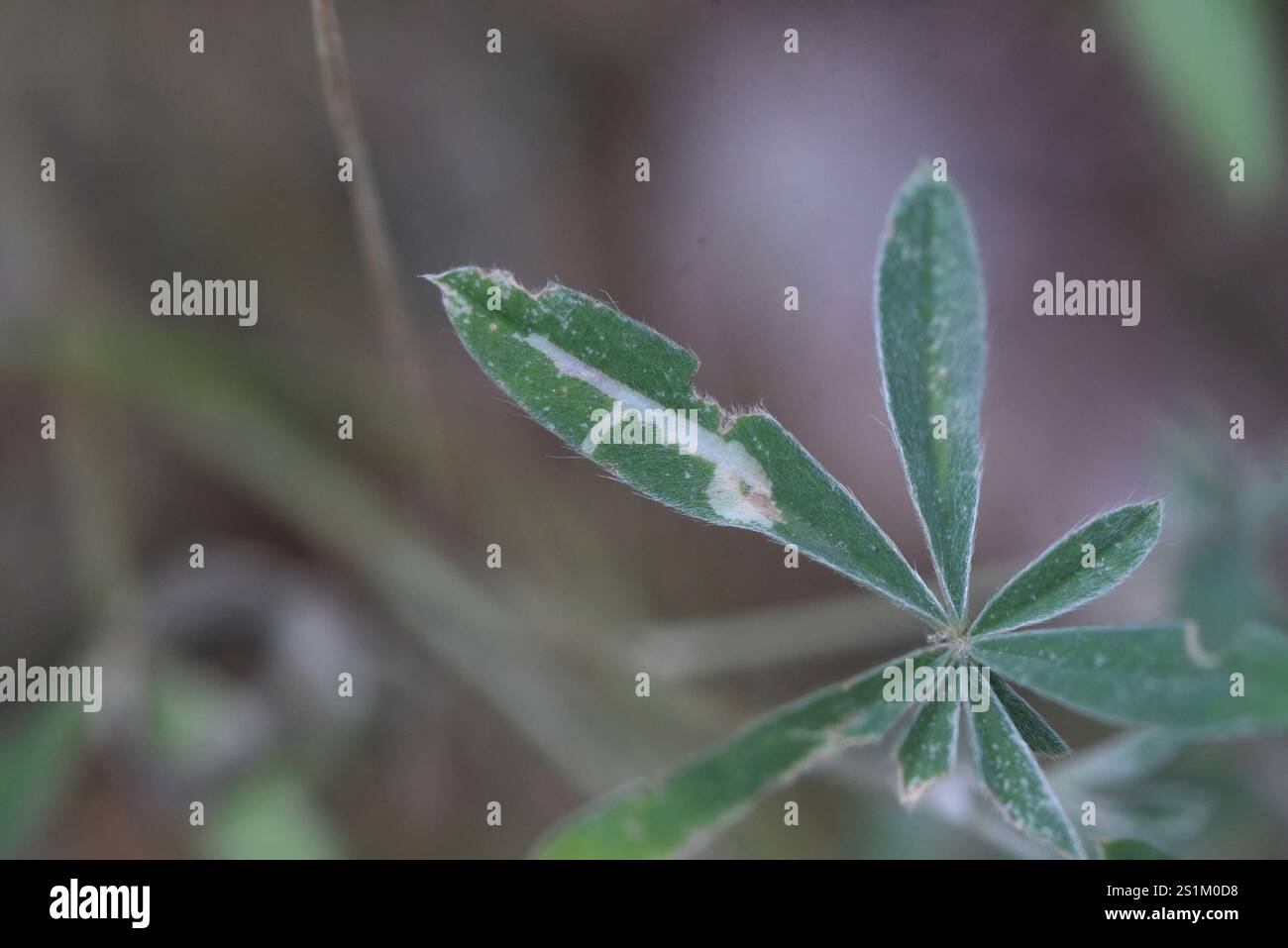 Winged and Once-winged Insects (Pterygota Stock Photo - Alamy