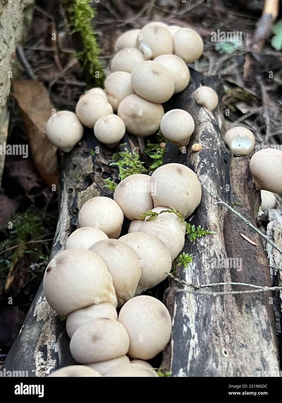 Pear-shaped Puffball (Apioperdon pyriforme Stock Photo - Alamy