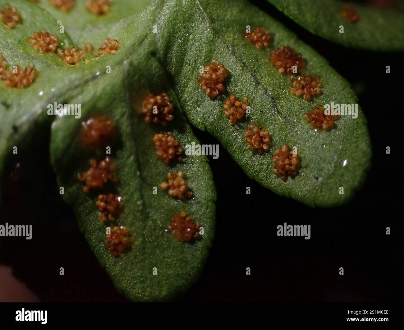 western polypody (Polypodium hesperium Stock Photo - Alamy