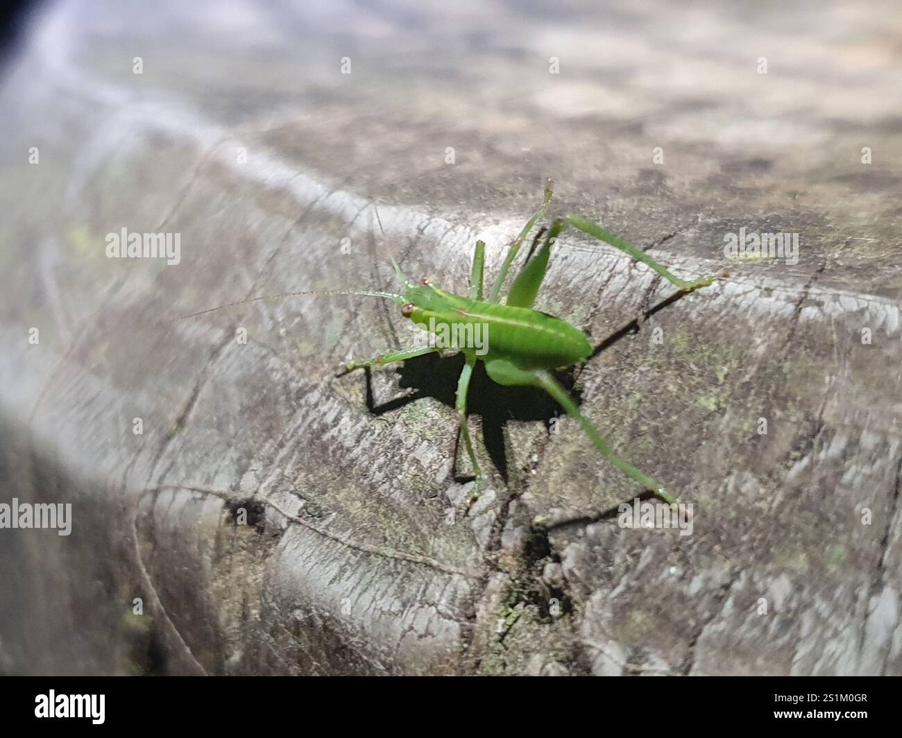 Australian Common Garden Katydid (Caedicia simplex Stock Photo - Alamy