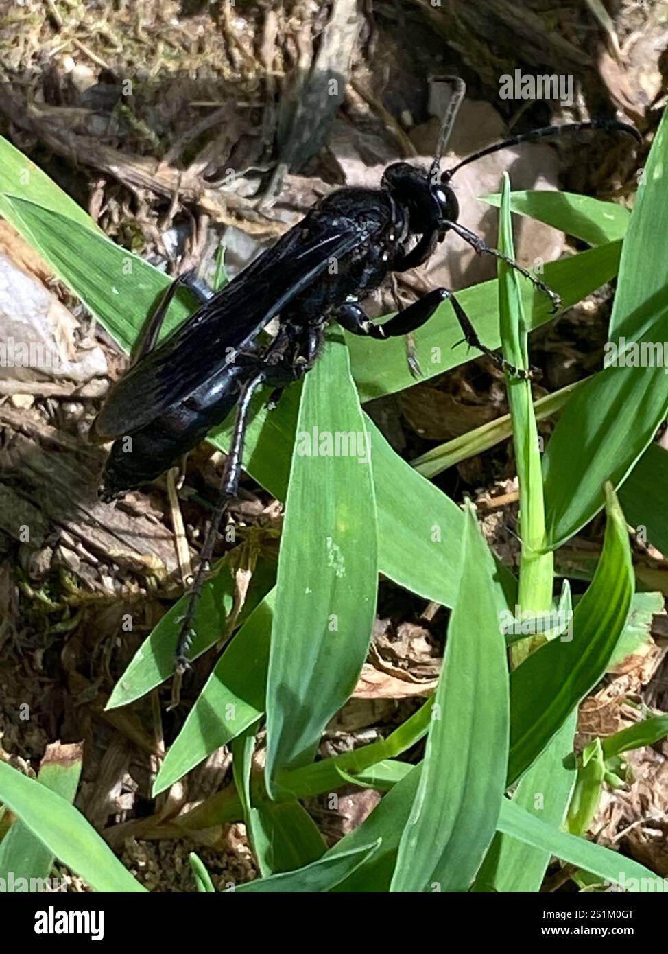 Great Black Digger Wasp (Sphex pensylvanicus Stock Photo - Alamy