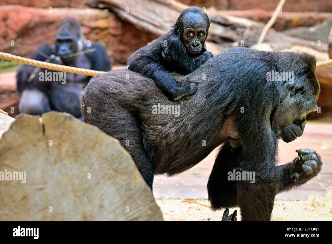 Prague, Czech Republic. 04th Jan, 2025. Celebration of first birthday of female lowland gorilla ...