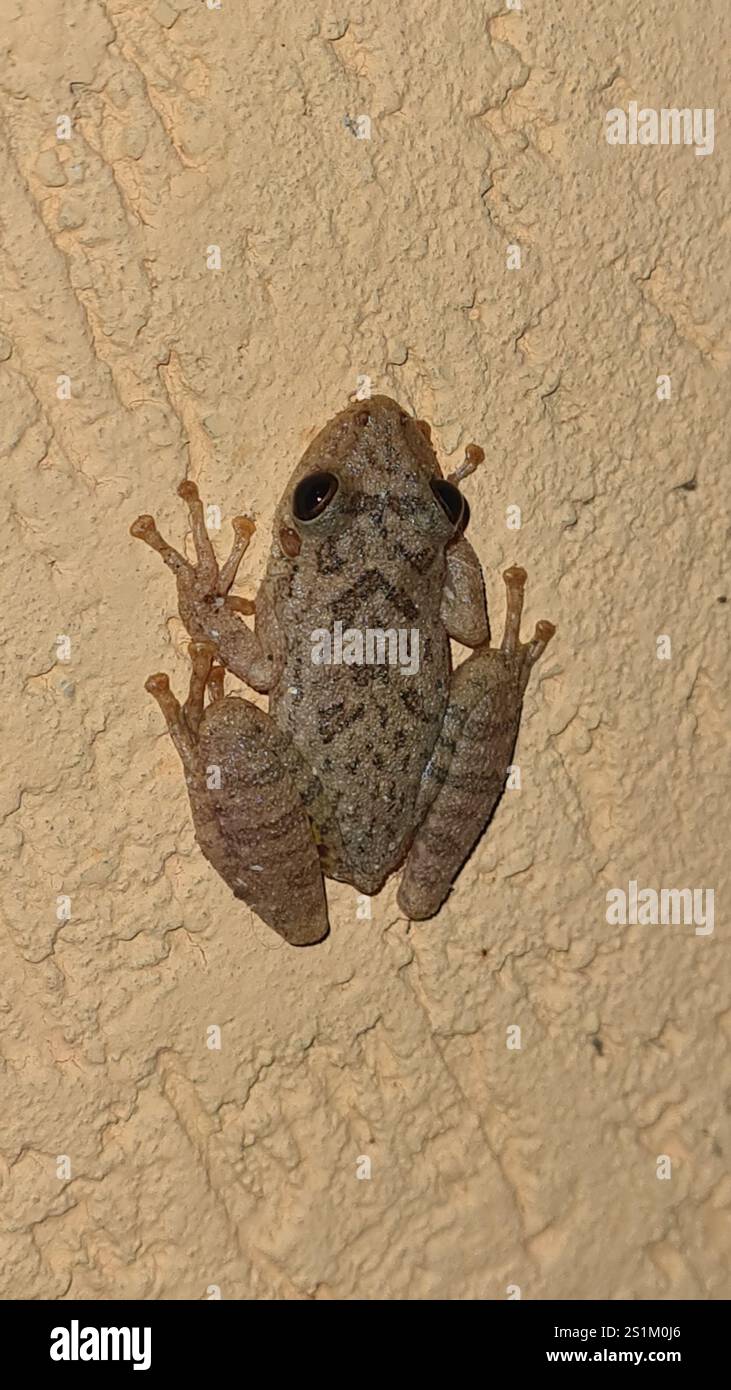 Fuscous-blotched Snouted Tree Frog (Scinax fuscovarius Stock Photo - Alamy