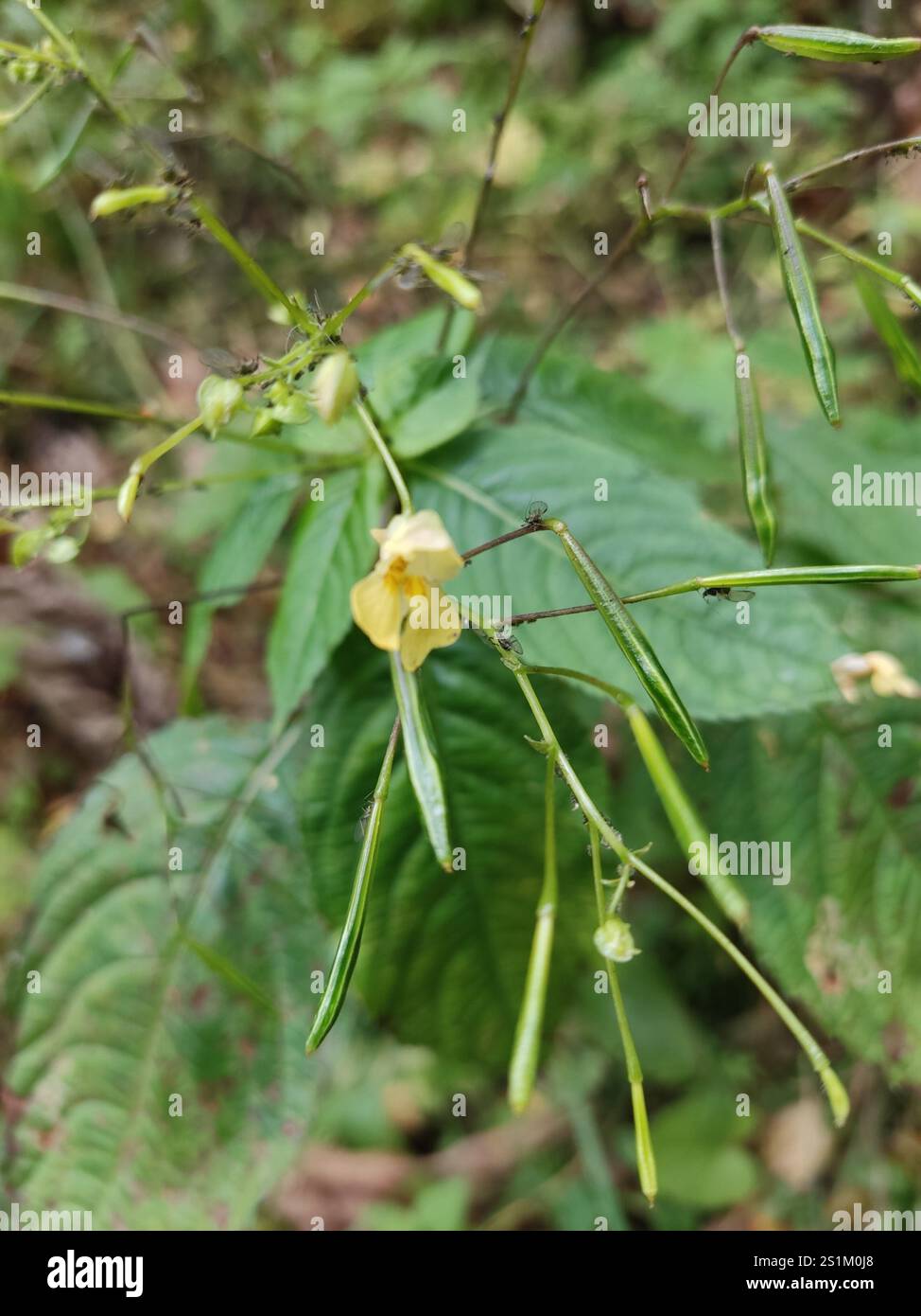 small balsam (Impatiens parviflora Stock Photo - Alamy